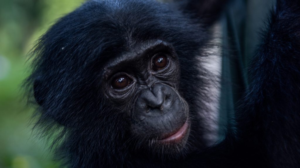 Bonobos show human-like alliance building skills – Amwal Al Ghad
